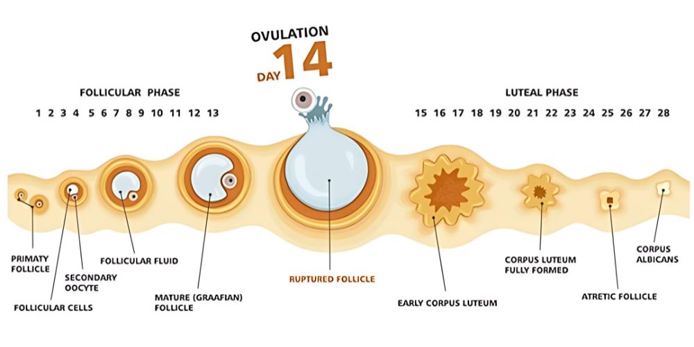 What is Menstruation & Ovulation Basics – God's Grace IVF